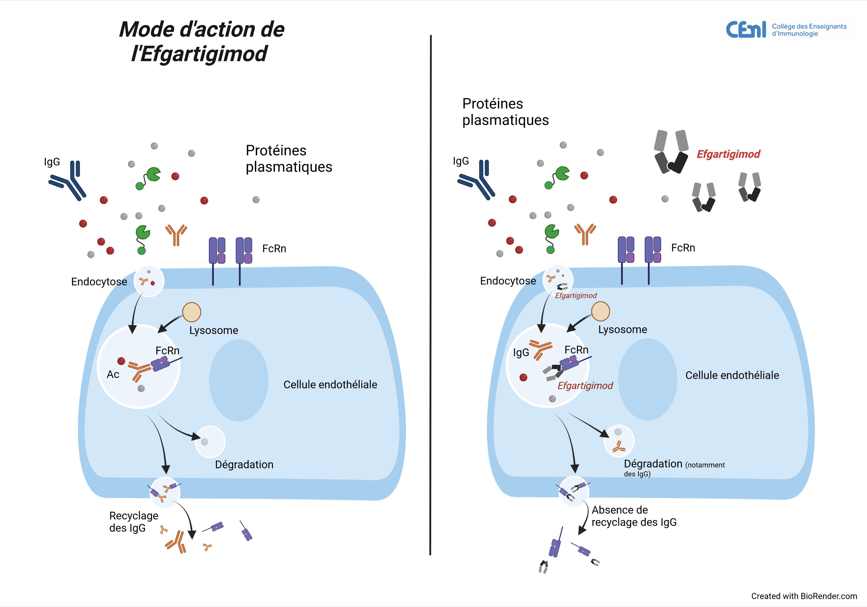 CEnI : L’efgartigimod, une nouvelle molécule ciblant le FcRn, efficace ...